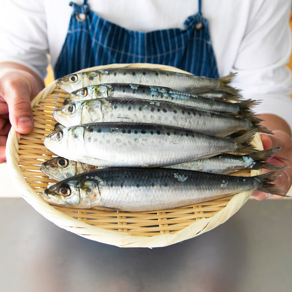 いわし本来のおいしさを知る！産直「銚子産冷凍大ぶりいわし」／栗原心平 ごちそうさまOfficial オンラインショップ
